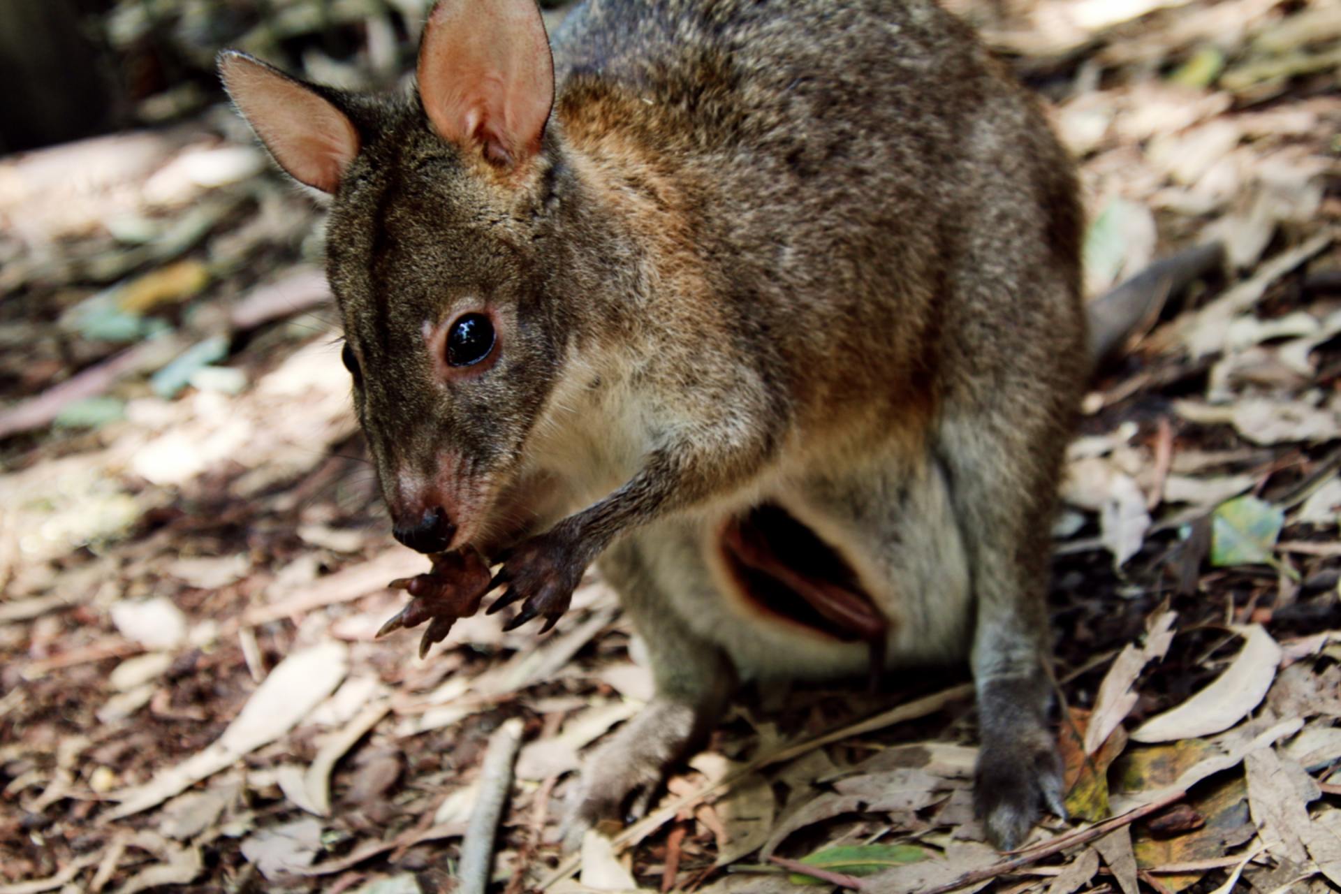 Pests not Pets! How are wallabies affecting New Zealand?