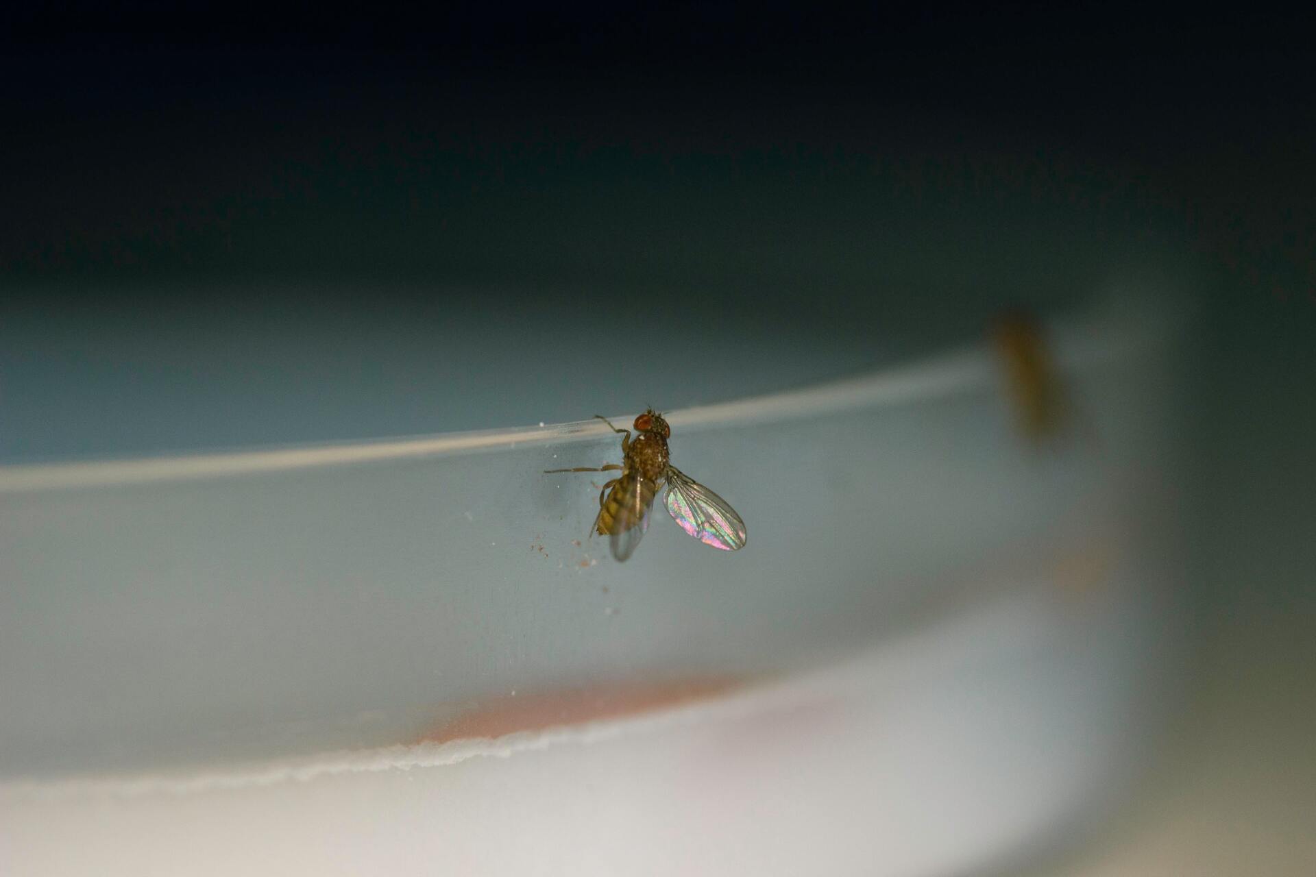 Ant Control | Pest Control Services | Ipswich, Norfolk, Suffolk & Essex