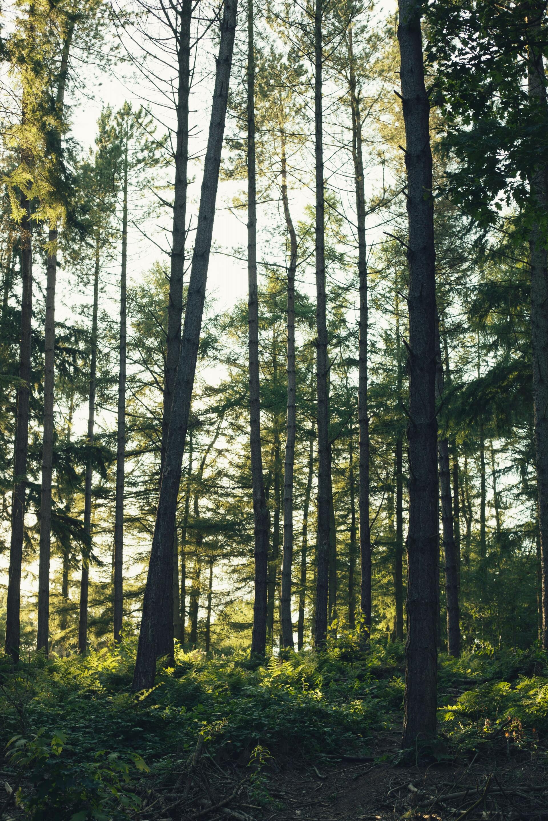 Positive Pathways Solutions