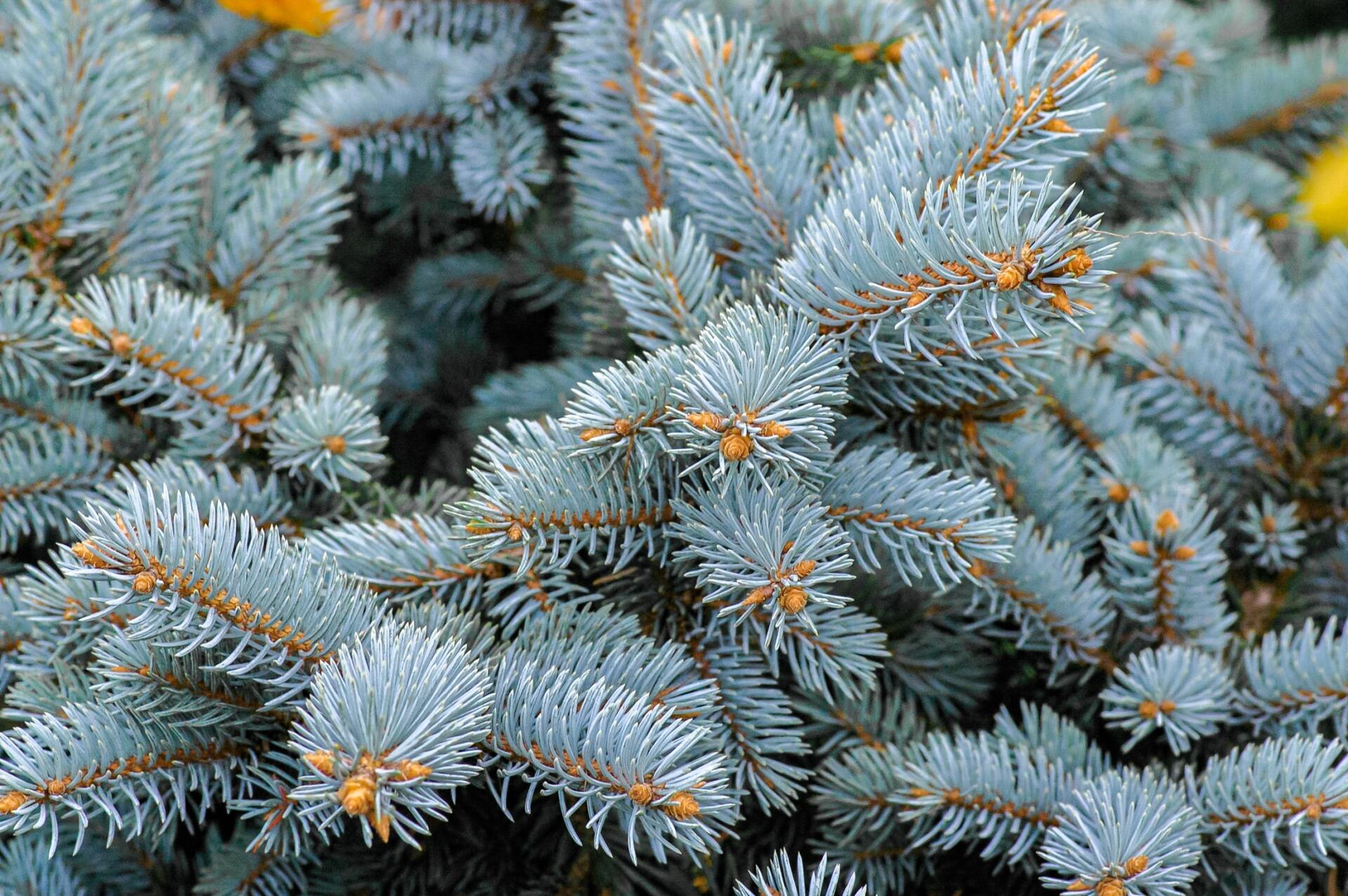 Blue Spruce
